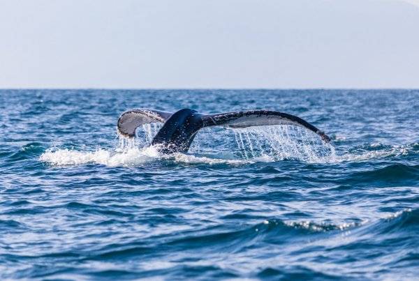 Whale watching - In barca alla scoperta dei cetacei - Info Park ...